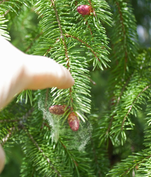 Edible Spruce: Cones and Spring Tips—Foraging – The Meaning of Water