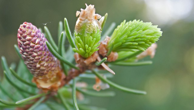 Edible Spruce: Cones and Spring Tips—Foraging – The Meaning of Water