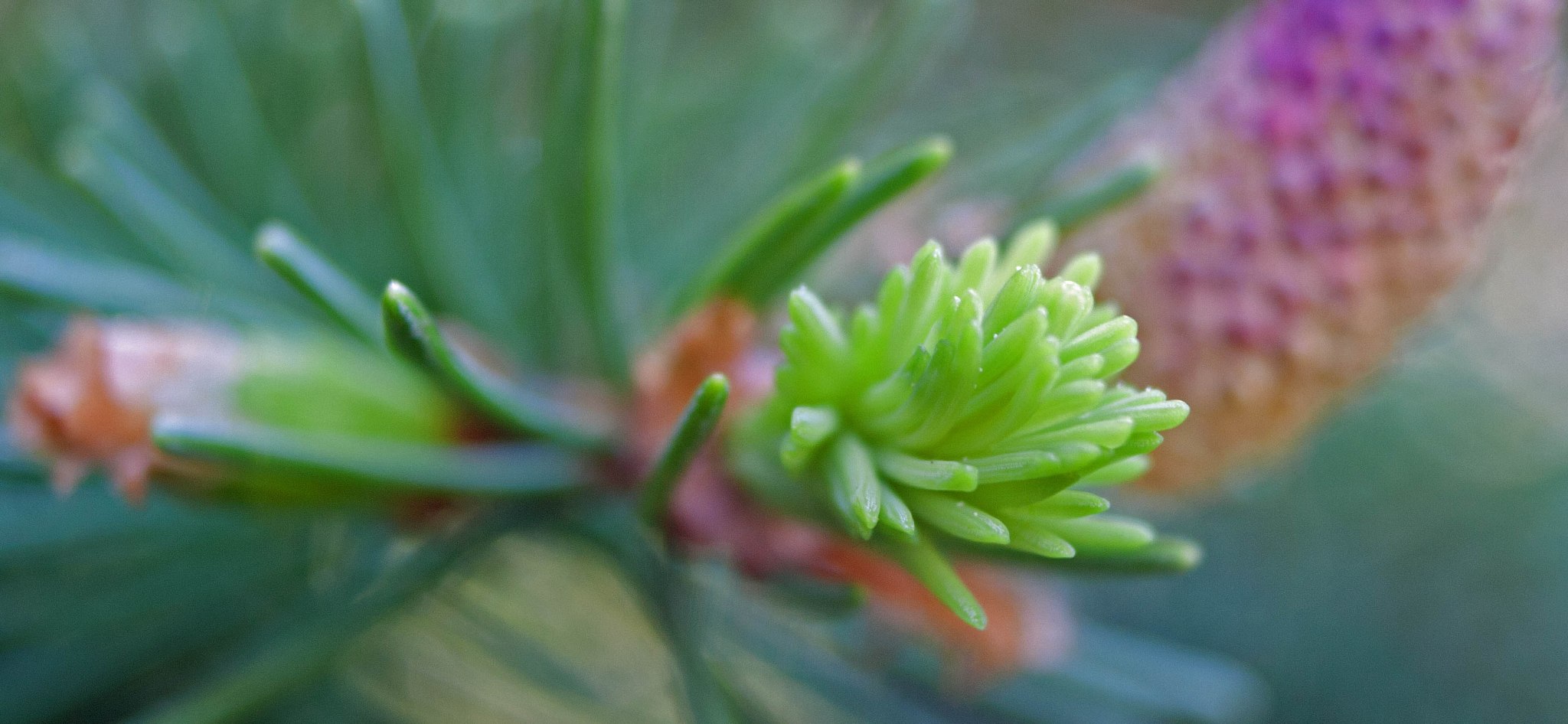 Edible Spruce: Cones and Spring Tips—Foraging – The Meaning of Water
