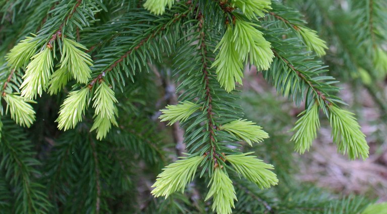 Edible Spruce: Cones and Spring Tips—Foraging – The Meaning of Water