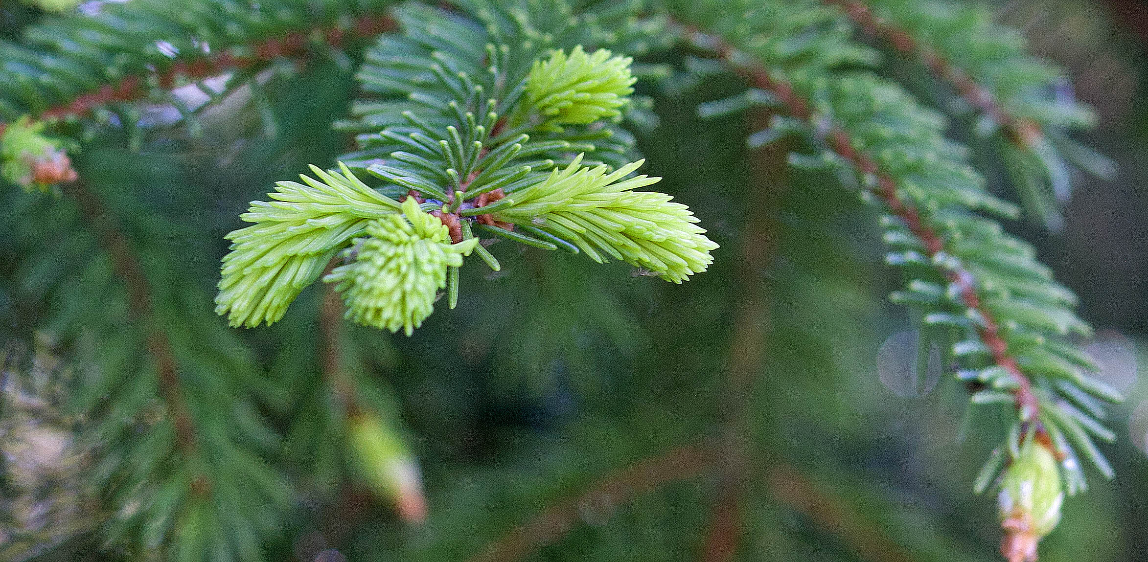 Edible Spruce: Cones and Spring Tips—Foraging – The Meaning of Water