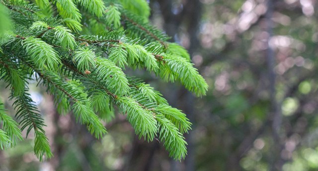 Edible Spruce: Cones and Spring Tips—Foraging – The Meaning of Water