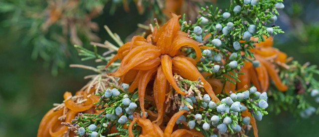 When the Juniper Gets Covered in Orange Goo—the Cedar-Apple Rust – The ...