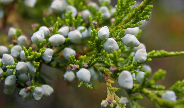 When the Juniper Gets Covered in Orange Goo—the Cedar-Apple Rust – The ...