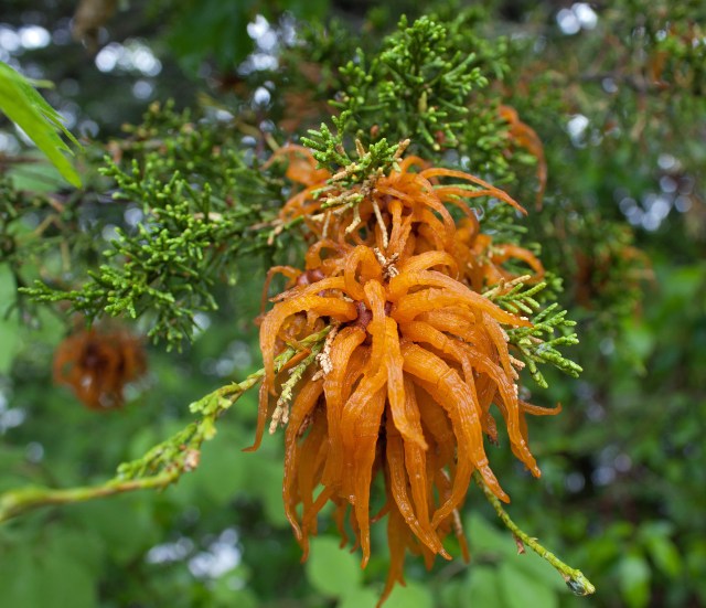 When the Juniper Gets Covered in Orange Goo—the Cedar-Apple Rust – The ...