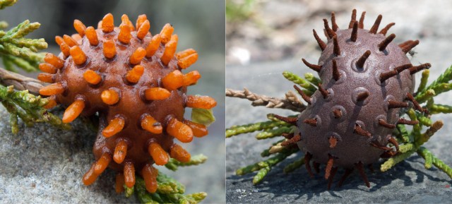When the Juniper Gets Covered in Orange Goo—the Cedar-Apple Rust – The ...