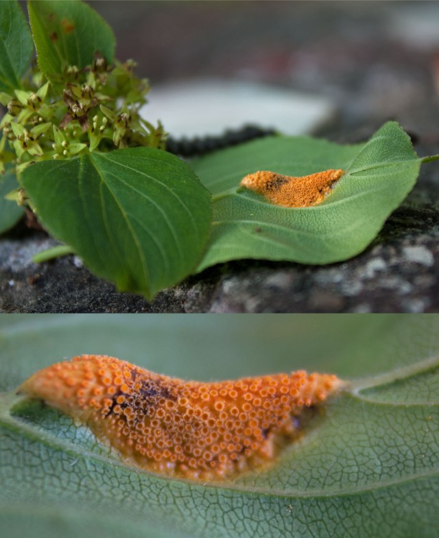 When the Juniper Gets Covered in Orange Goo—the Cedar-Apple Rust – The ...
