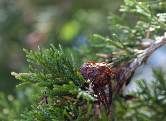 When the Juniper Gets Covered in Orange Goo—the Cedar-Apple Rust – The ...