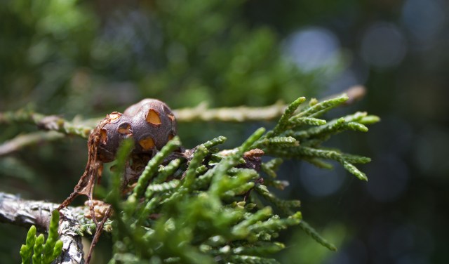 When the Juniper Gets Covered in Orange Goo—the Cedar-Apple Rust – The ...