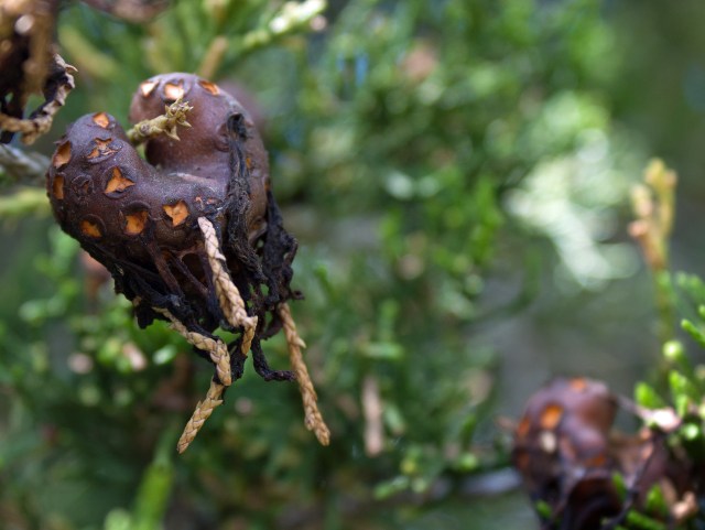 When the Juniper Gets Covered in Orange Goo—the Cedar-Apple Rust – The ...