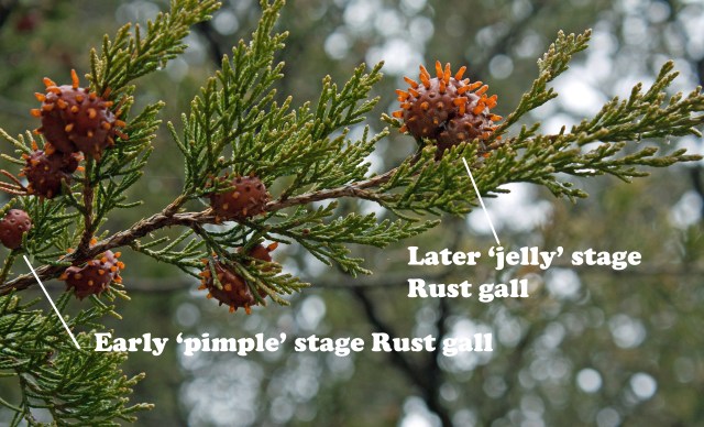 When the Juniper Gets Covered in Orange Goo—the Cedar-Apple Rust – The ...