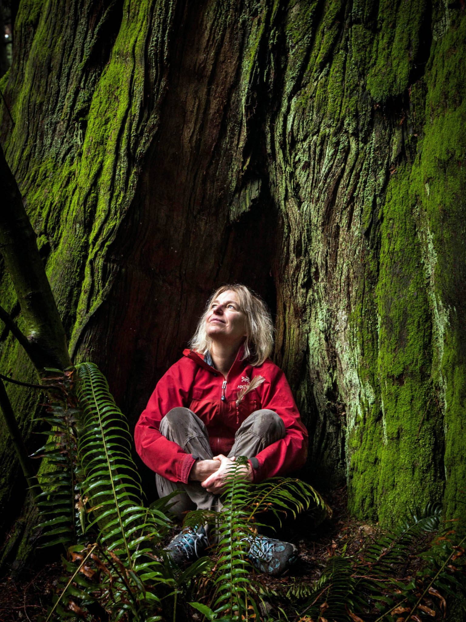 Why Mother Trees Are Crucial in Fighting Climate Change – The Meaning ...