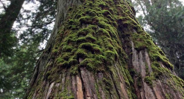 British Columbia’s Old-Growth Forest Nearly Eliminated – The Meaning of ...