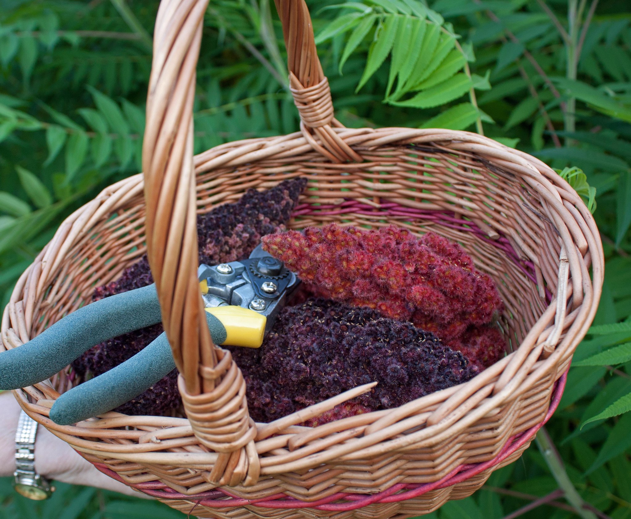 Finding Magic in The Staghorn Sumac—Foraging – The Meaning of Water