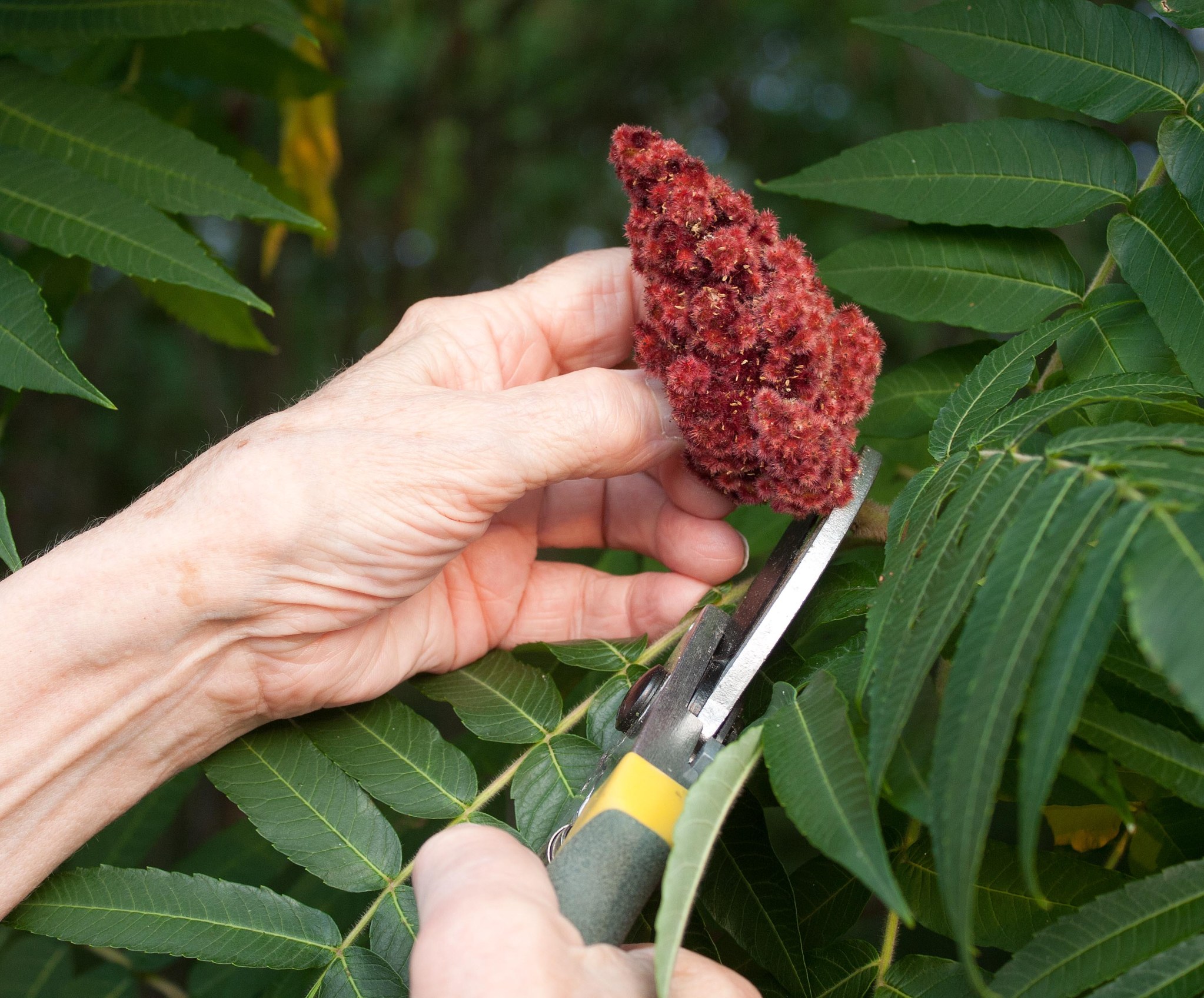 Finding Magic in The Staghorn Sumac—Foraging – The Meaning of Water