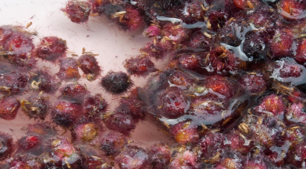 Finding Magic in The Staghorn Sumac—Foraging – The Meaning of Water