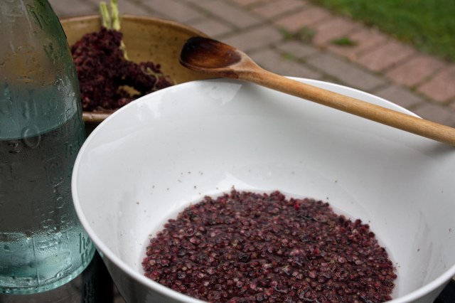 Finding Magic in The Staghorn Sumac—Foraging – The Meaning of Water