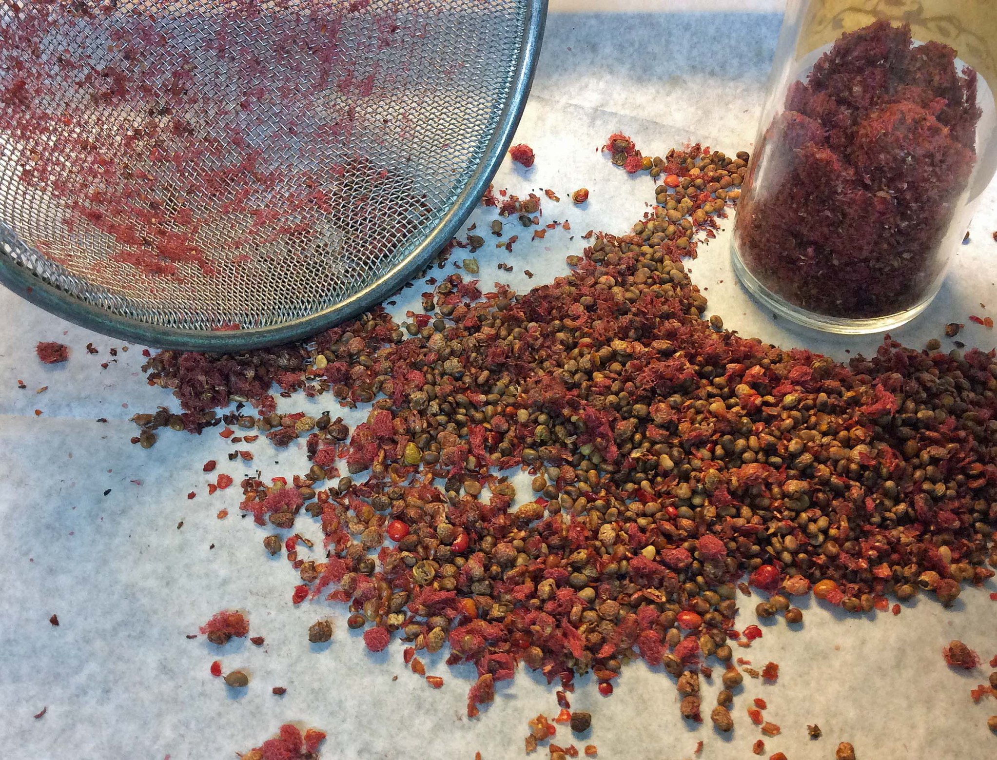 Finding Magic in The Staghorn Sumac—Foraging – The Meaning of Water