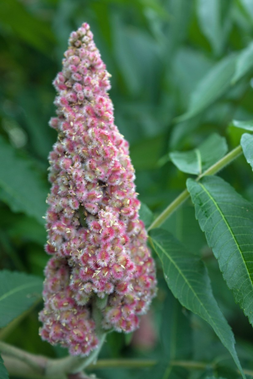 Finding Magic in The Staghorn Sumac—Foraging – The Meaning of Water