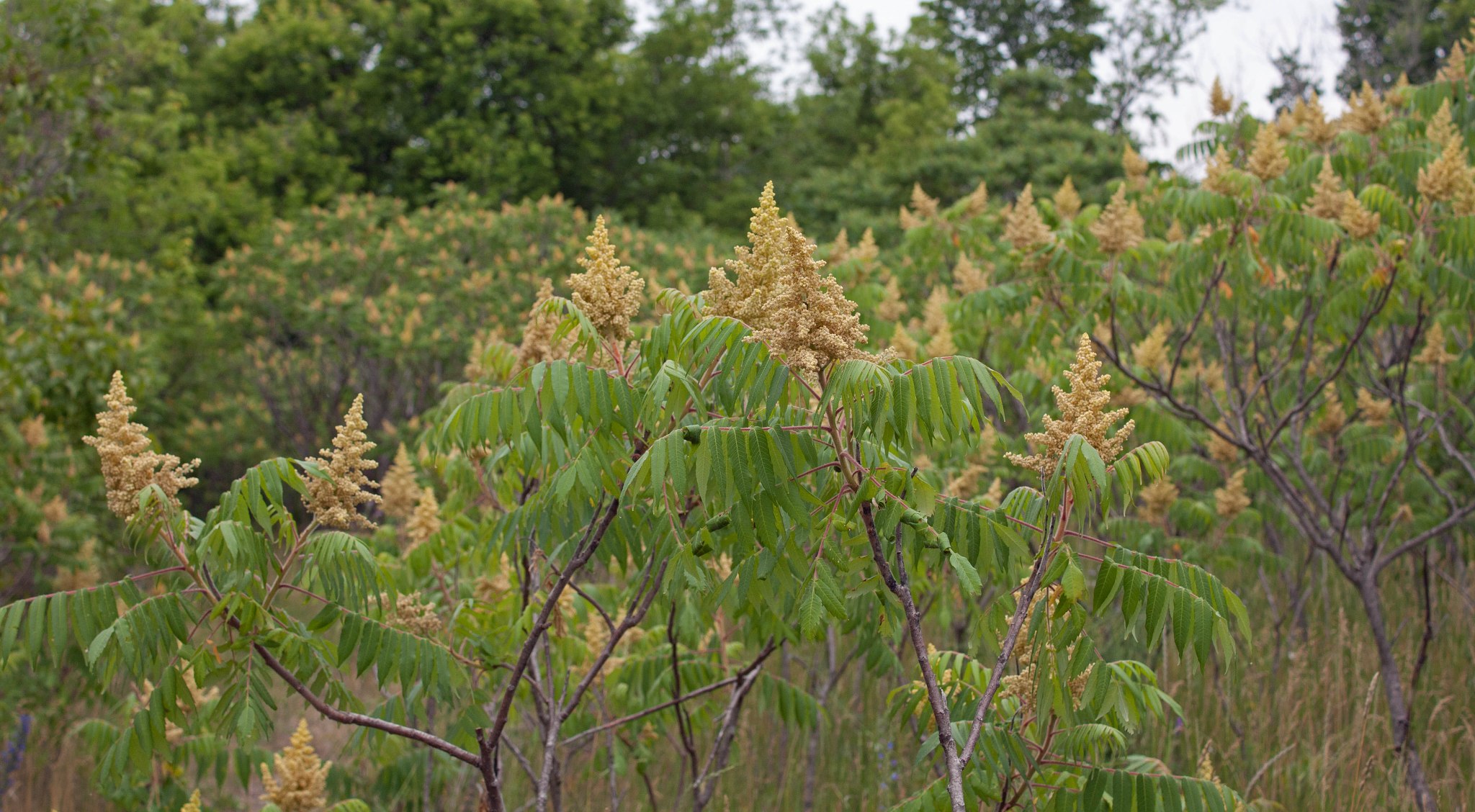 Finding Magic in The Staghorn Sumac—Foraging – The Meaning of Water