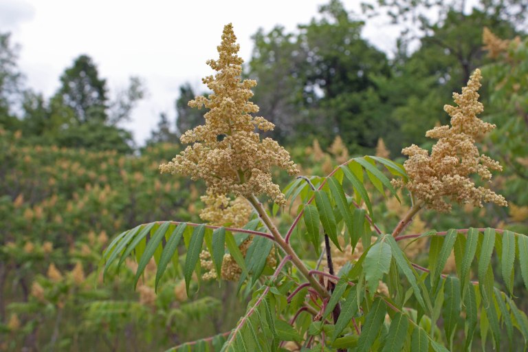 Finding Magic in The Staghorn Sumac—Foraging – The Meaning of Water