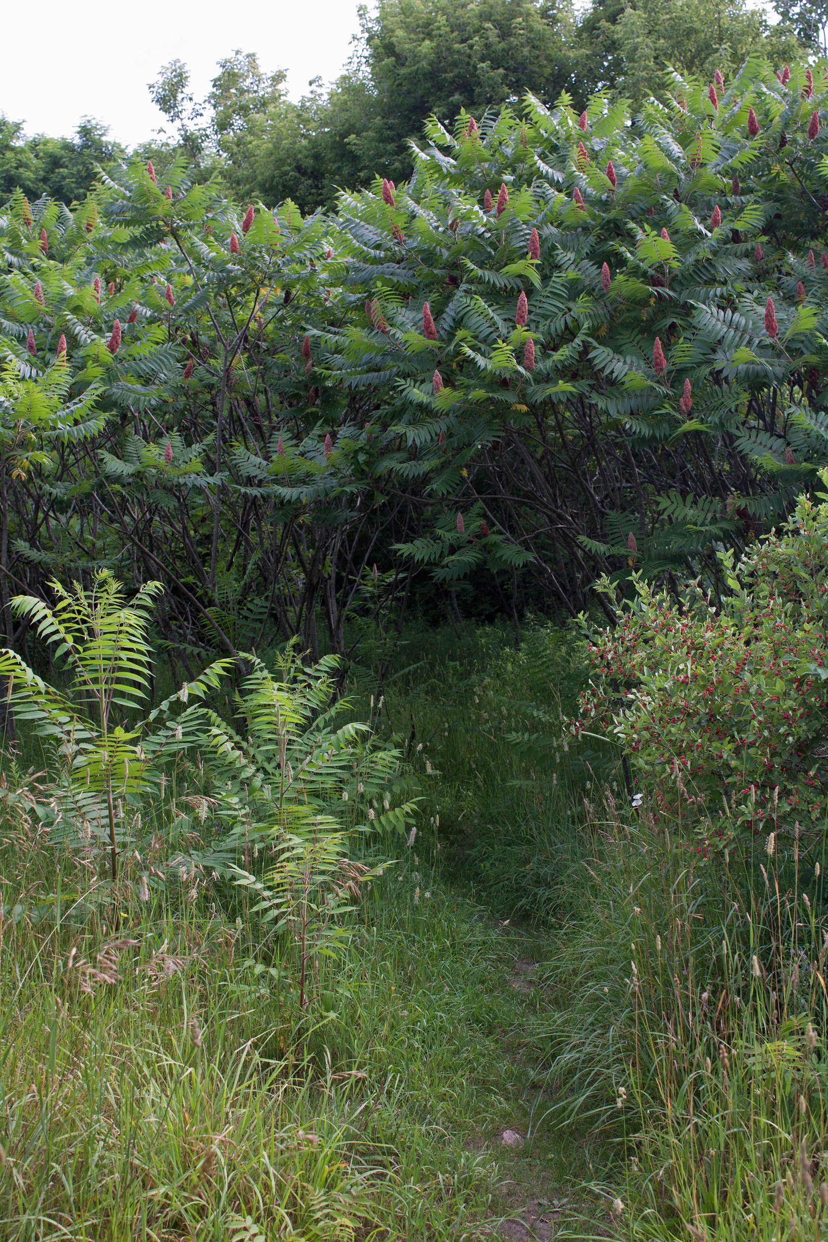Finding Magic in The Staghorn Sumac—Foraging – The Meaning of Water