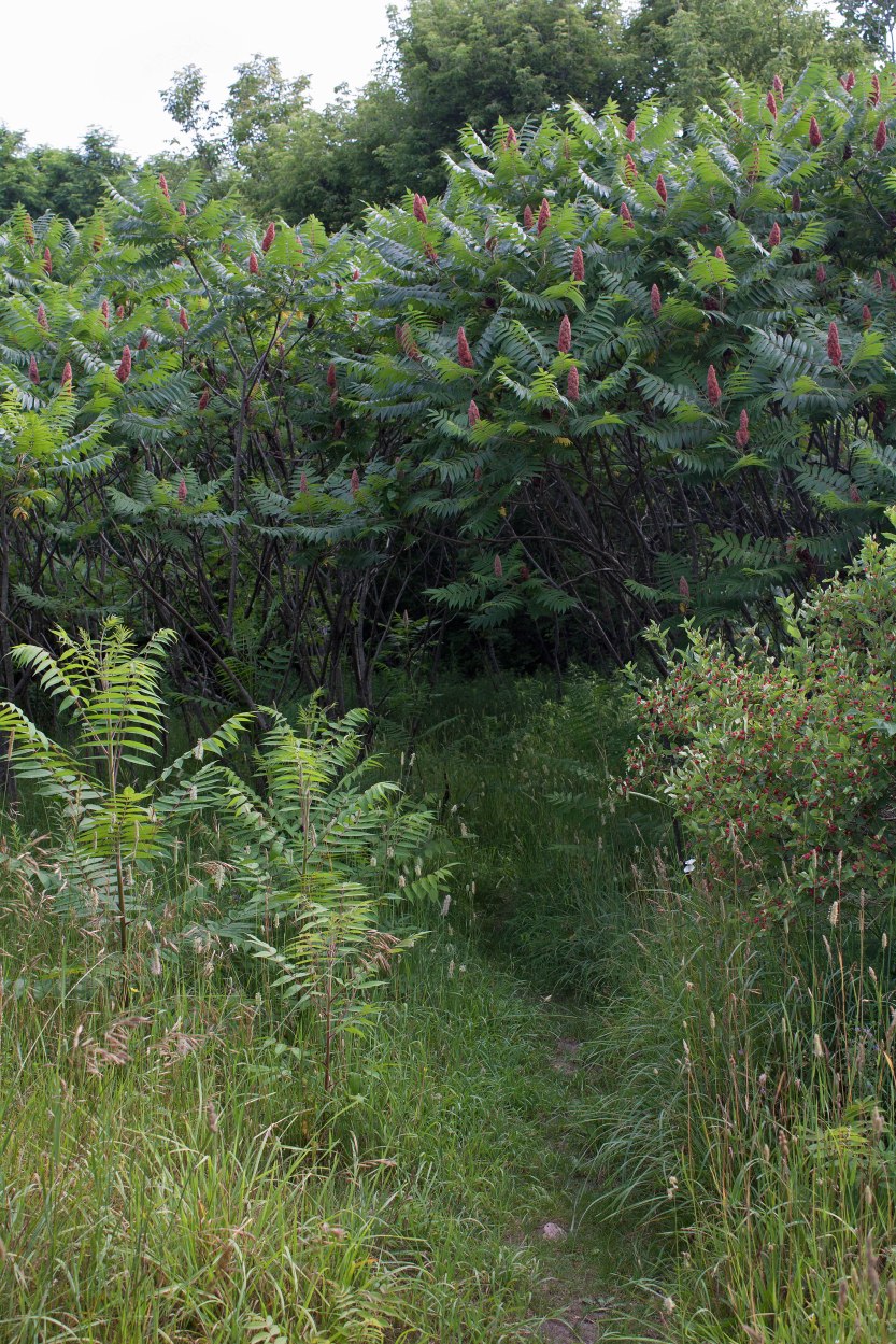Finding Magic in The Staghorn Sumac—Foraging – The Meaning of Water