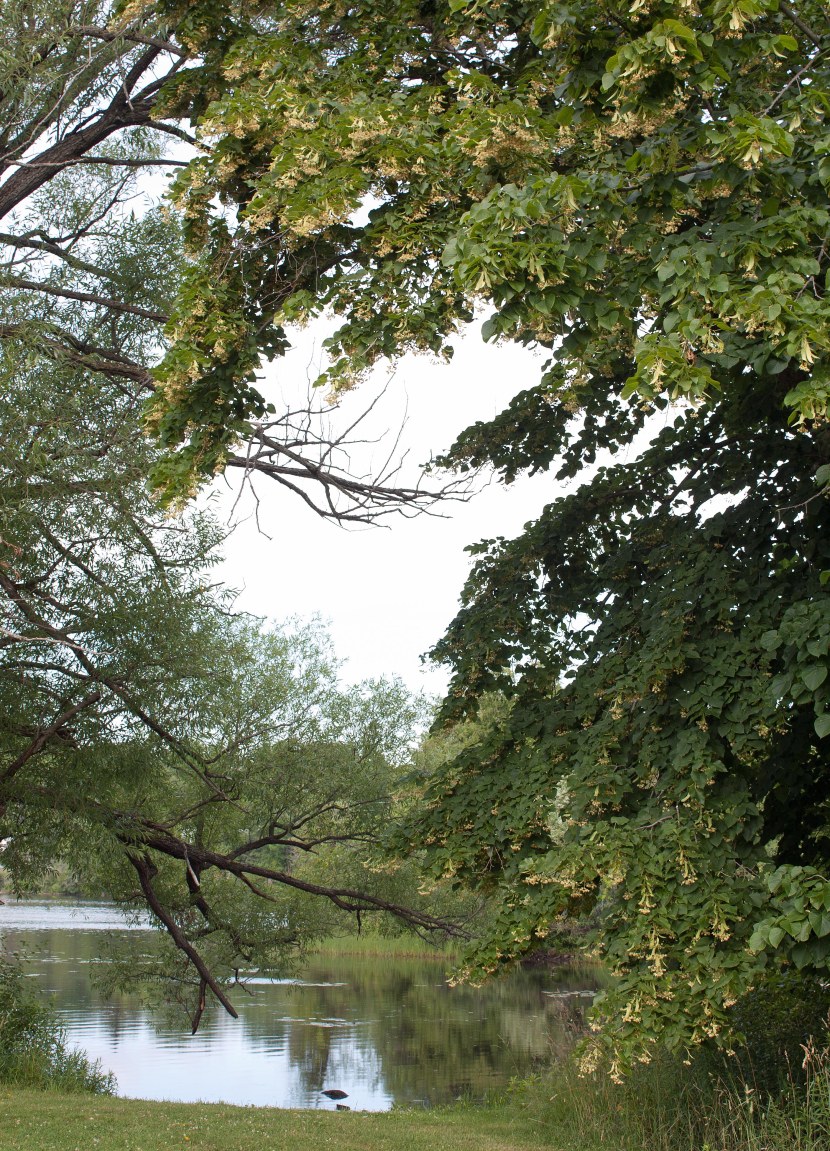 Finding Magic in the Basswood Tree—Foraging – The Meaning of Water