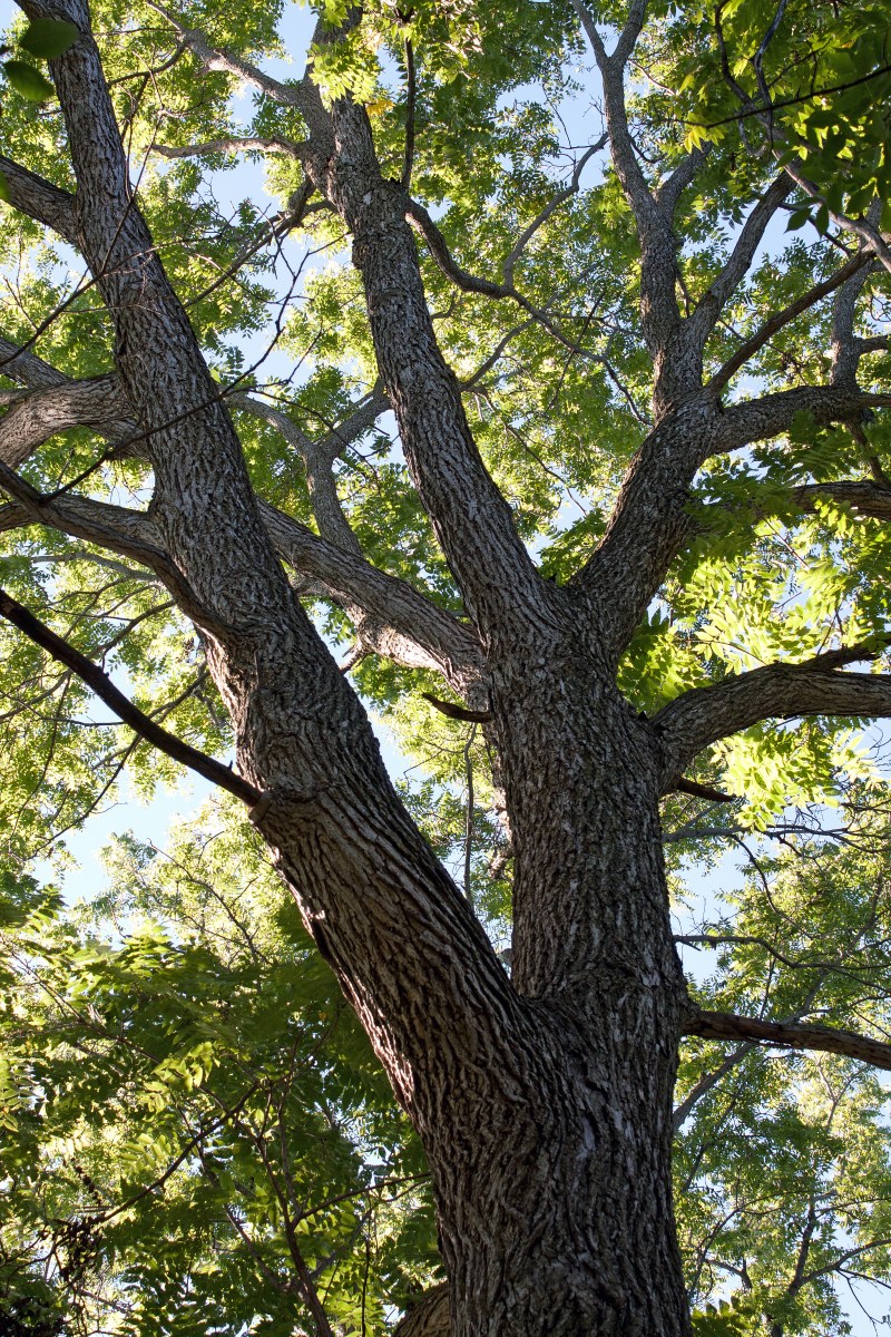 Walnut Tree Bark Walnut? | Wildlife Habitat Lets Talk.....