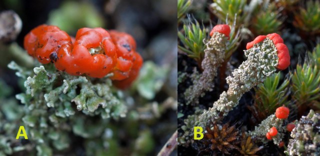The Magic of Lichen—A Study – The Meaning of Water