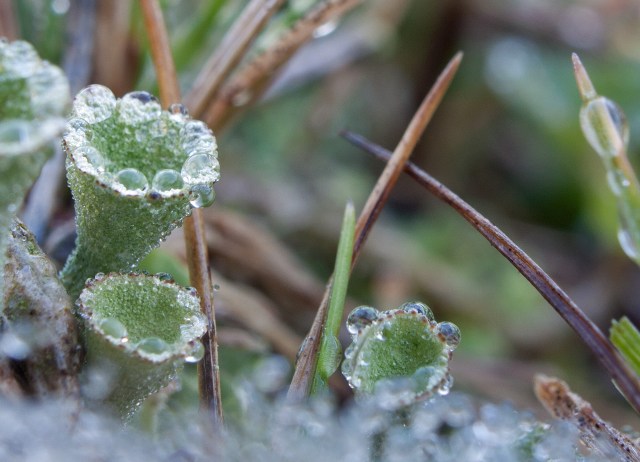 The Magic of Lichen—A Study – The Meaning of Water