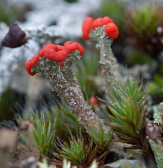 The Magic of Lichen—A Study – The Meaning of Water
