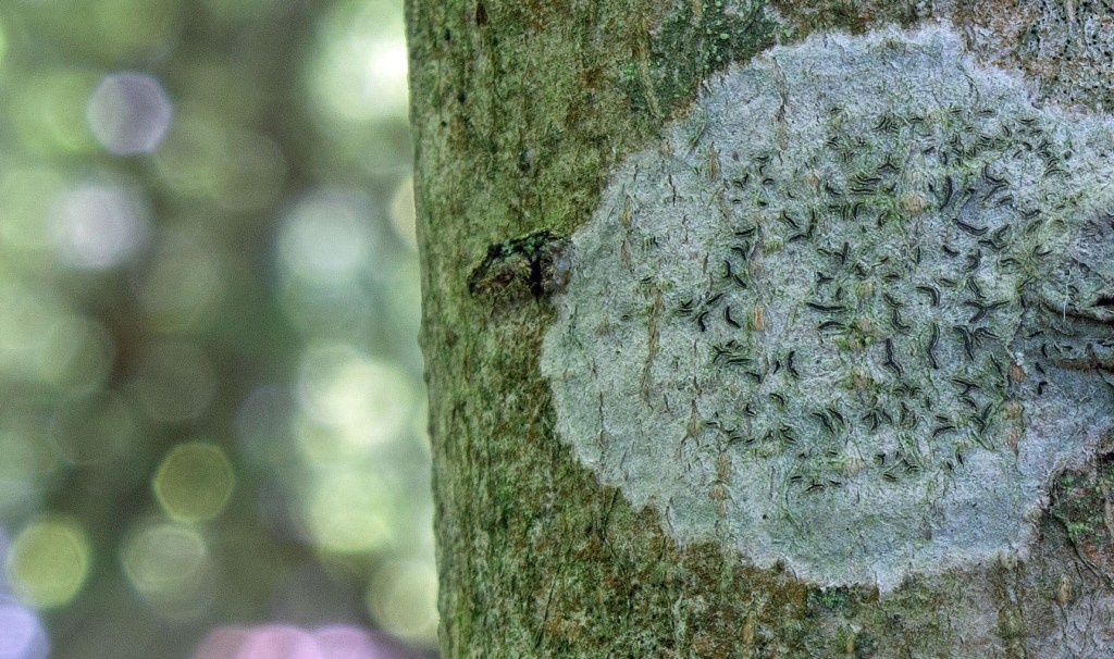 The Magic of Lichen—A Study – The Meaning of Water