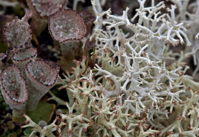 The Magic of Lichen—A Study – The Meaning of Water