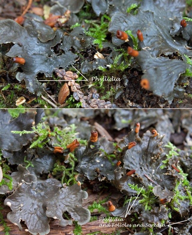 The Magic of Lichen—A Study – The Meaning of Water