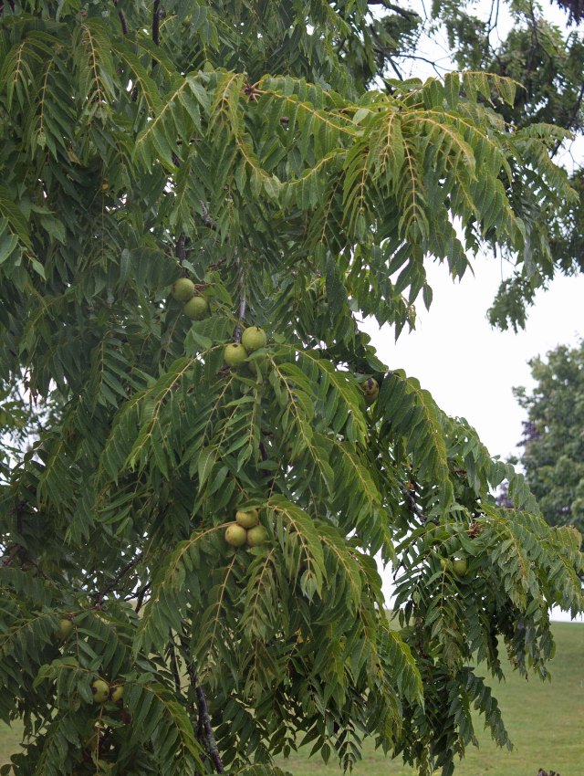 The Black Walnut—A Tree Study – The Meaning of Water