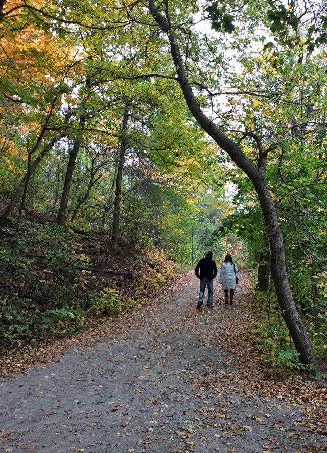 Our Well-Being in the City: Urban Trees vs. Urban Forests – The Meaning ...