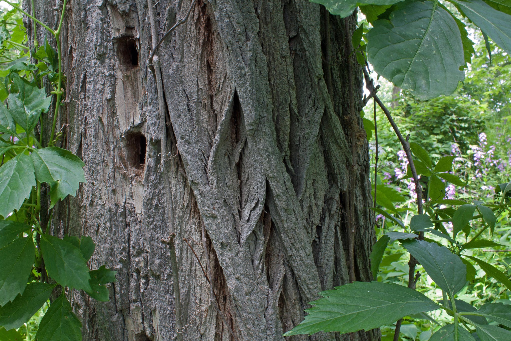 The Sweet Ambrosia of Black Locust—Foraging – The Meaning of Water