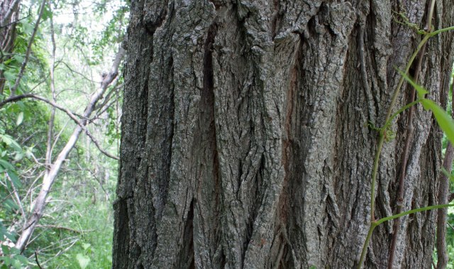 The Sweet Ambrosia of Black Locust—Foraging – The Meaning of Water