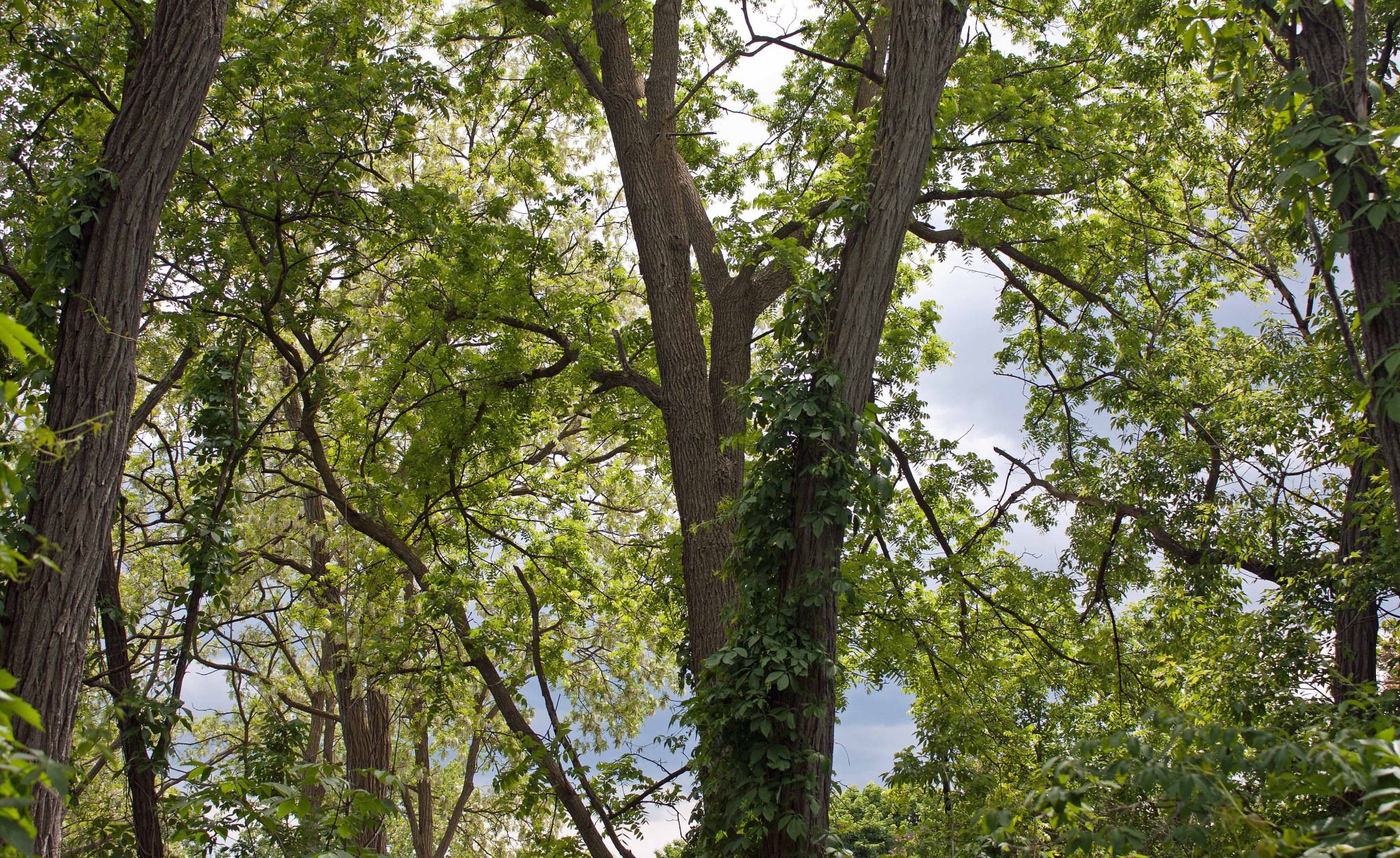 The Sweet Ambrosia of Black Locust—Foraging – The Meaning of Water
