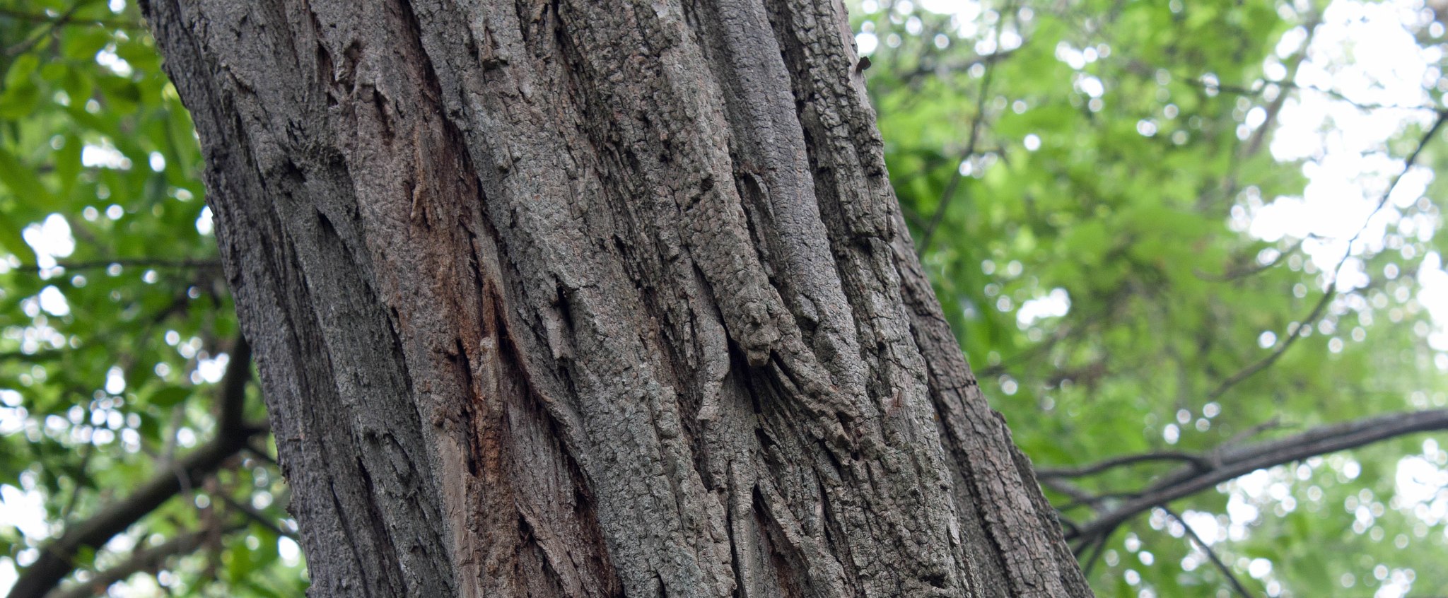 The Sweet Ambrosia of Black Locust—Foraging – The Meaning of Water