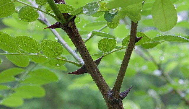 The Sweet Ambrosia of Black Locust—Foraging – The Meaning of Water
