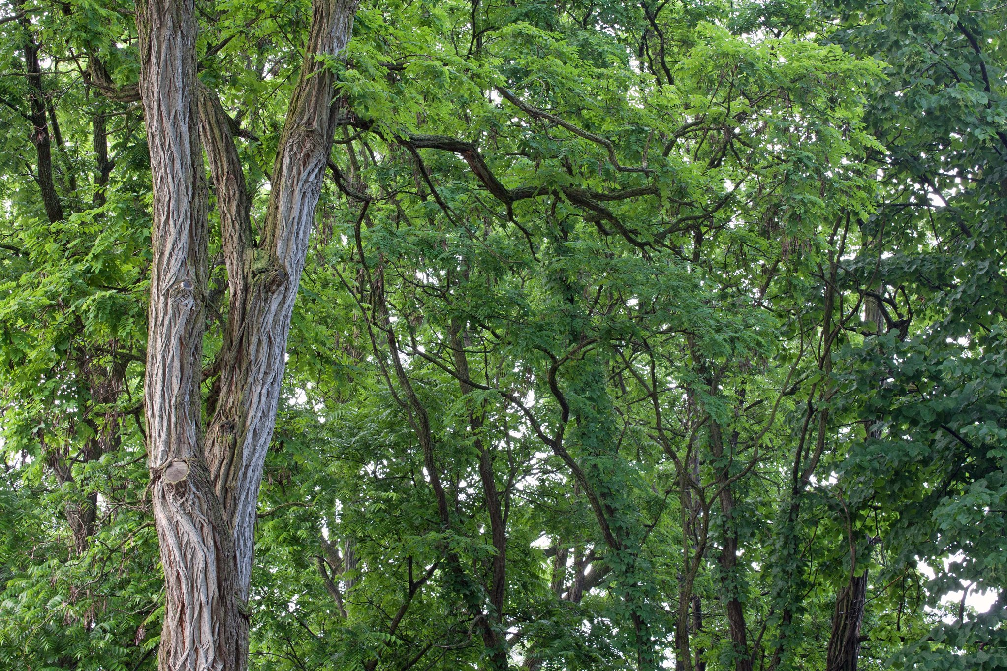 The Sweet Ambrosia of Black Locust—Foraging – The Meaning of Water