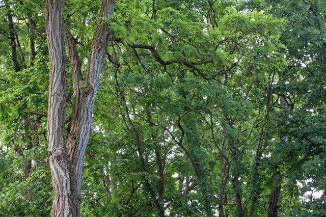 The Sweet Ambrosia of Black Locust—Foraging – The Meaning of Water
