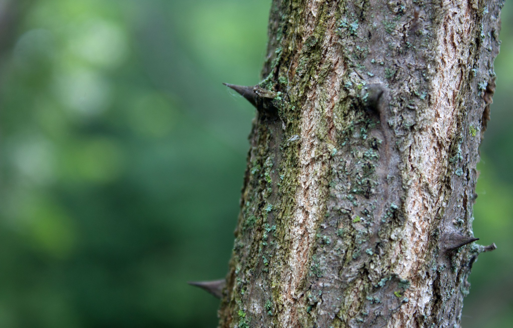 The Sweet Ambrosia of Black Locust—Foraging – The Meaning of Water