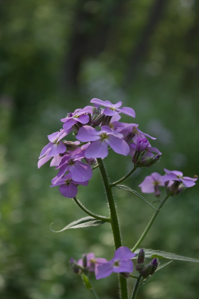 Dame’s Rocket, Scorned Beauty—Foraging – The Meaning of Water