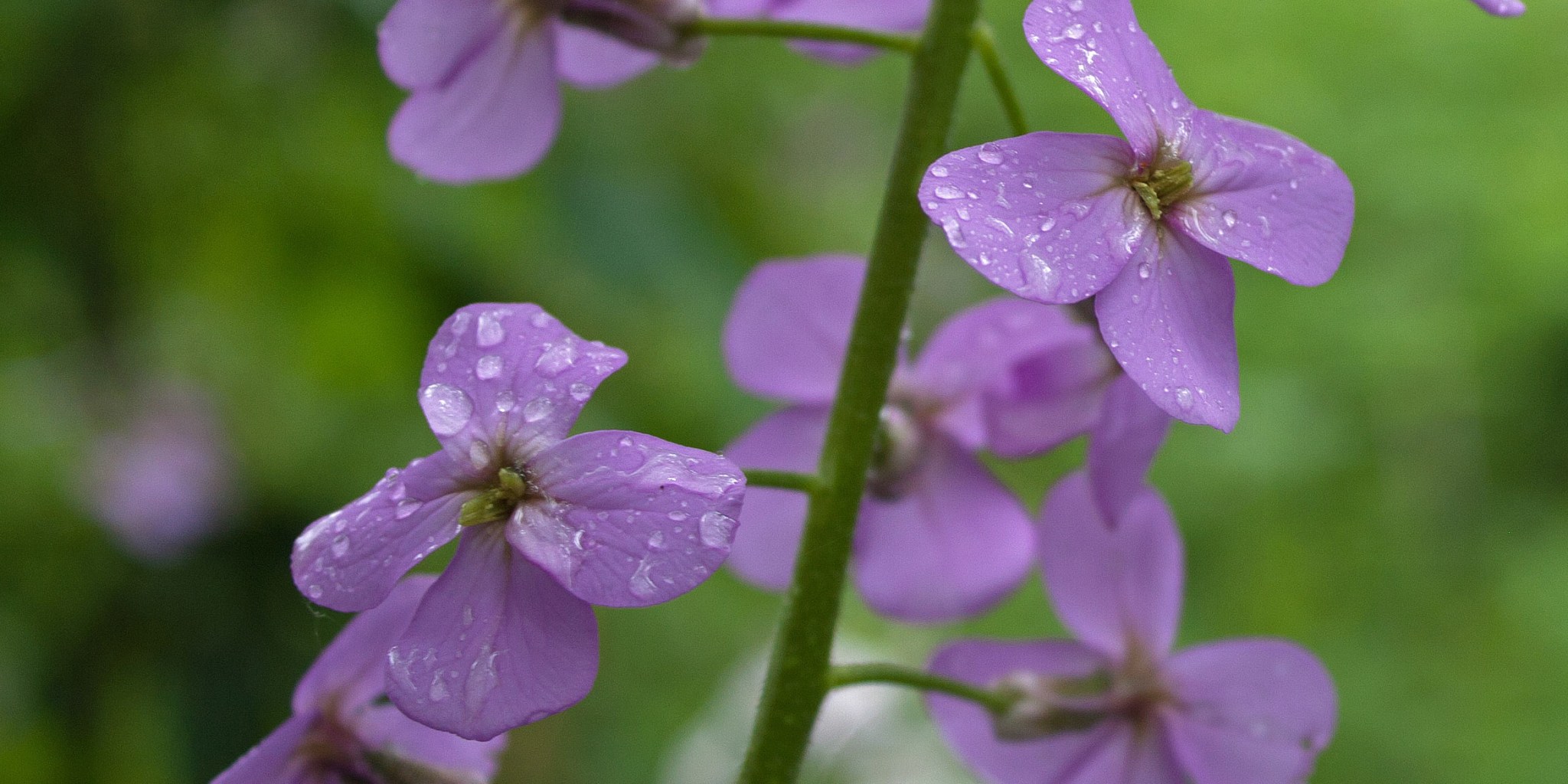 Dame’s Rocket, Scorned Beauty—Foraging – The Meaning of Water