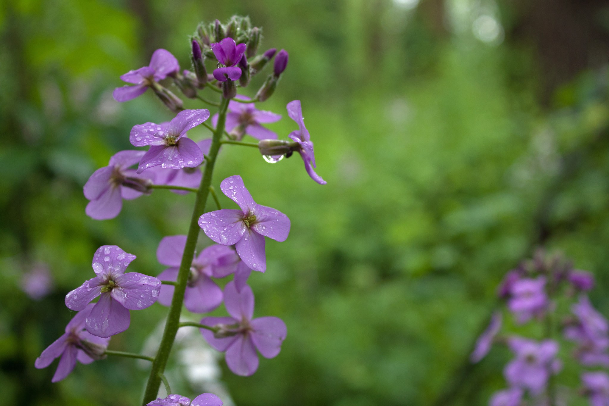 Dame’s Rocket, Scorned Beauty—Foraging – The Meaning of Water