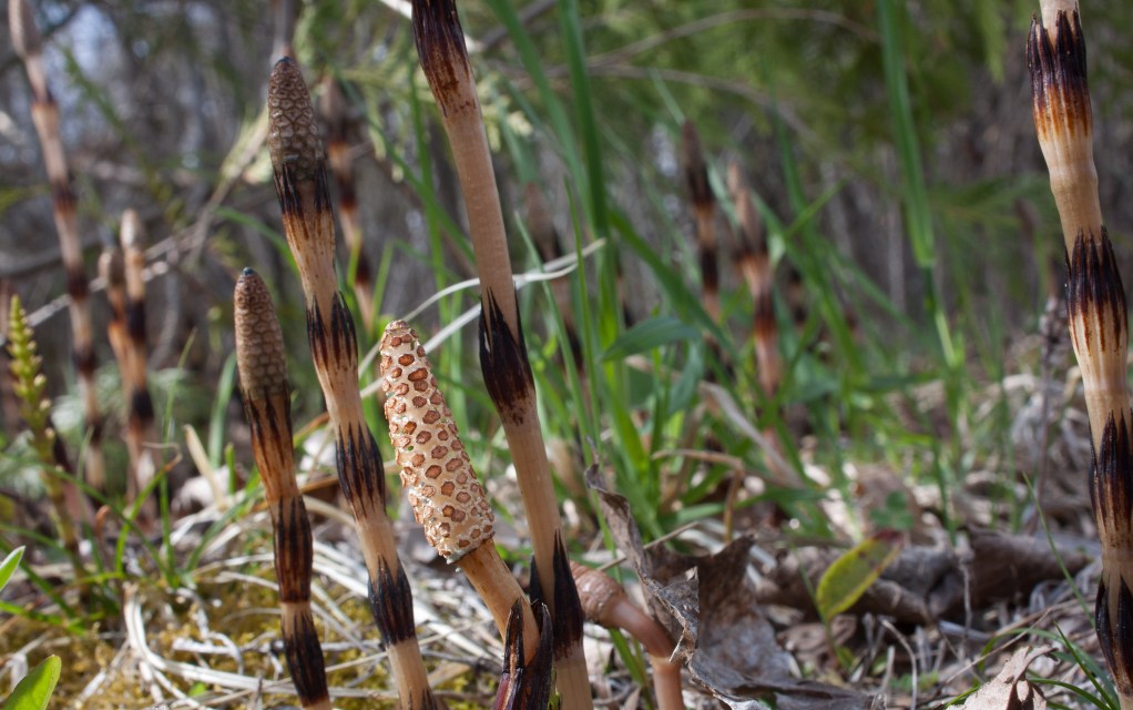 Equisetum: From Giant Tree to Little Plant—A Study & An Evolution – The ...