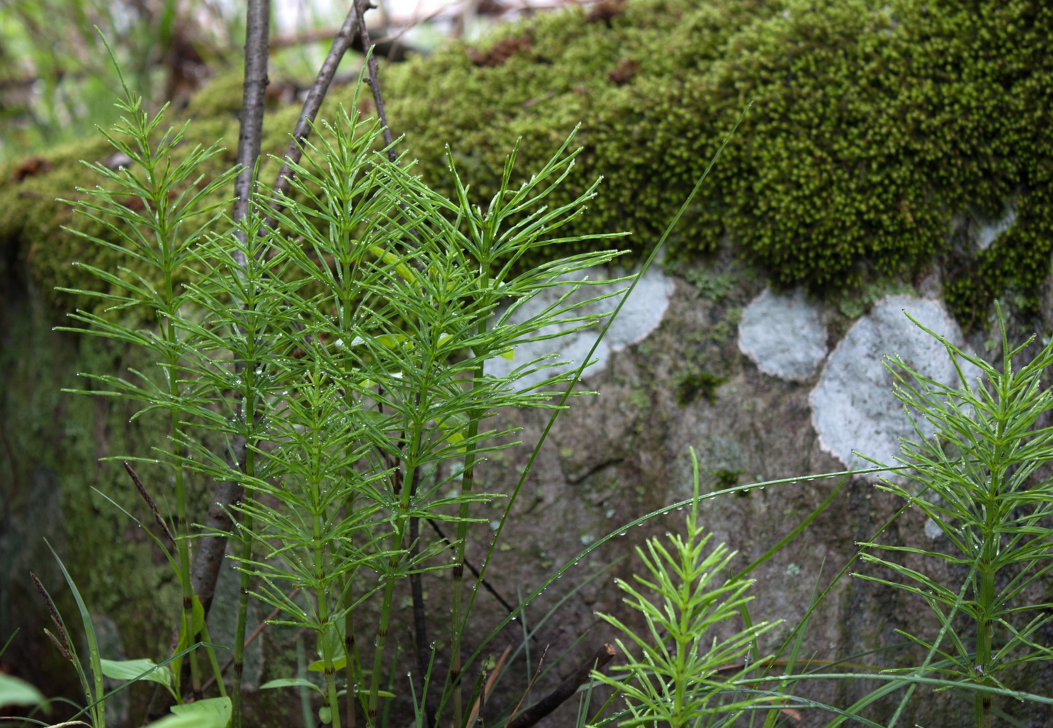 Equisetum: From Giant Tree to Little Plant—A Study & An Evolution – The ...